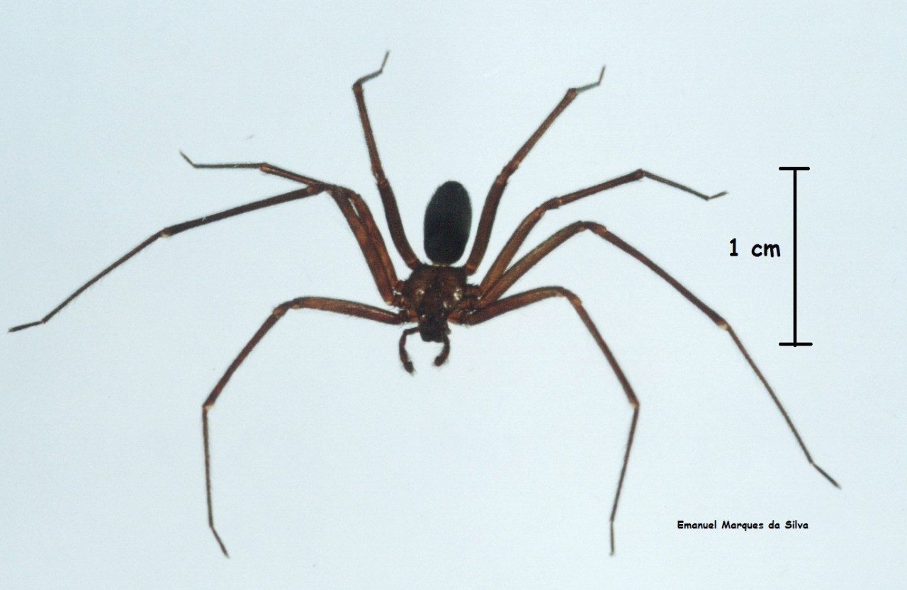 aranha_marrom2.jpeg | Secretaria da Saúde